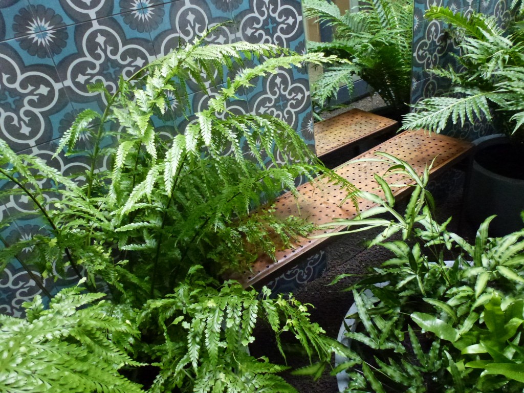 Fernery Light Well - small spaces GARDEN DESIGN